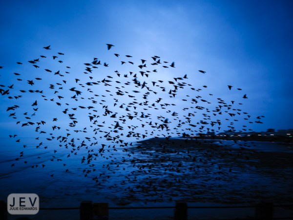 Early morning Starlings – Julie Edwards-X