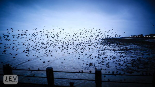 Early morning Starlings – Julie Edwards-X