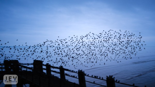Early morning Starlings – Julie Edwards-X